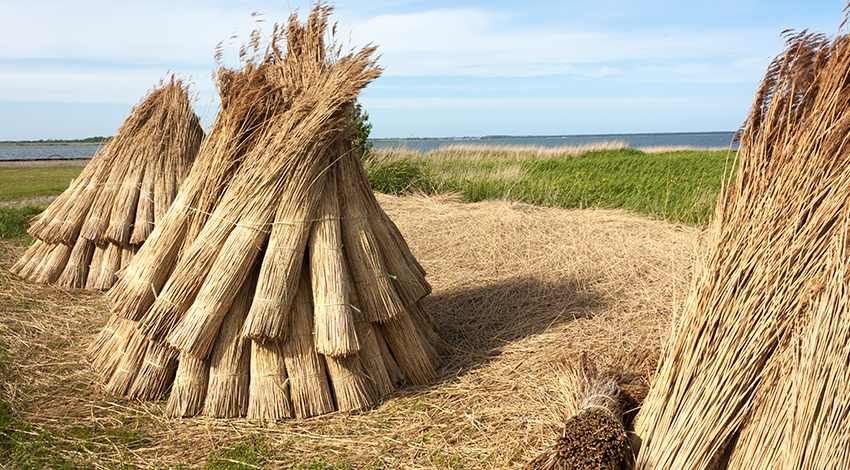 Norddeutsche Sehenswürdigkeit: Das Reetdach